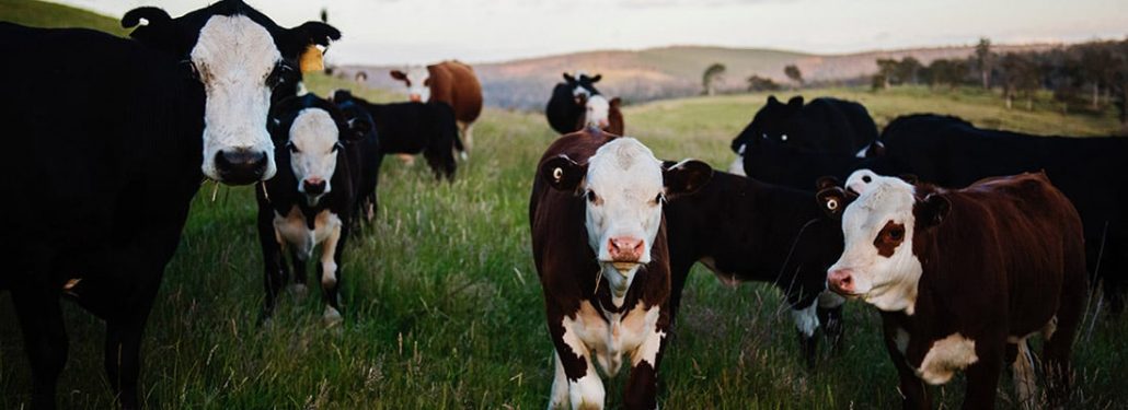 StrongBo - Technology Gateways