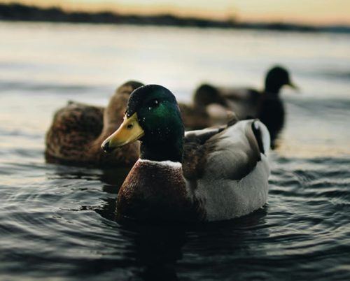 Enterprise Ireland Technology Gateway Network